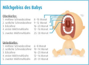 Zahnung • InfectoPharm Wissen wirkt.